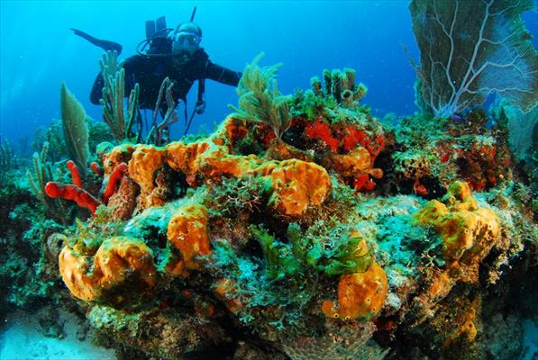 Two Tank Dive in Cancun from A$120 | Travel with Exploriada