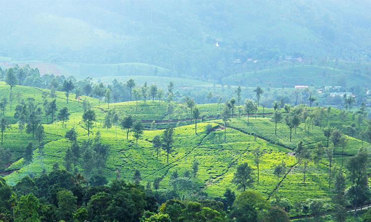 Ceylon Tea Trails & Nuwaraeliya from $11 | Travel with Exploriada