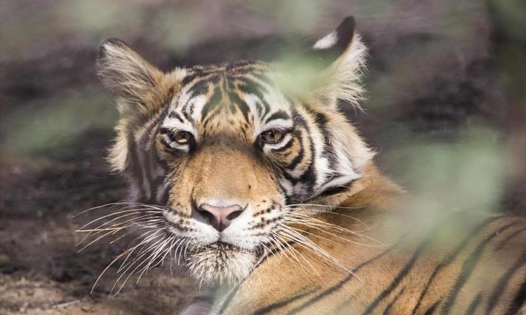 Rural Gems Of Rajasthan from A$2849 | Travel with Exploriada