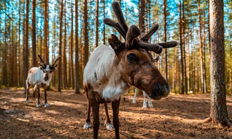 Visit Lappish Reindeer Farm In The Summer from A$197