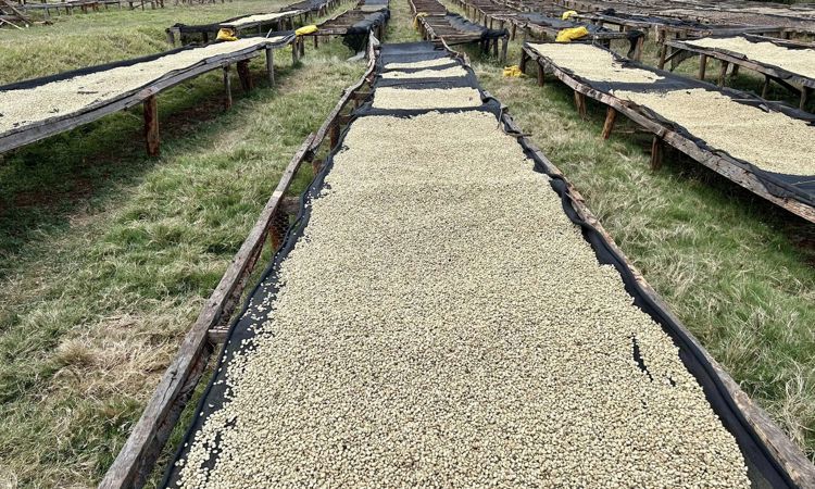 Half-day Private Fairview Estate Coffee Farm Tour from A$229