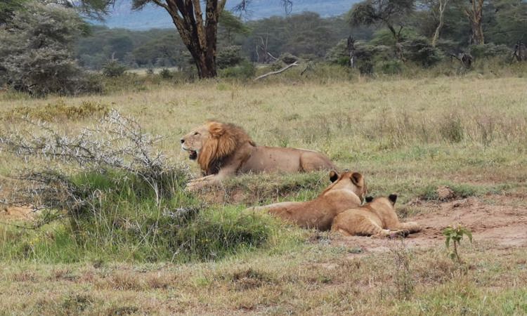 8 Days Amboseli, Samburu, Aberdares, Nakuru & Mara Safari from A$3637