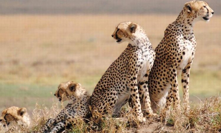 6 Days, 5 Nights Amboseli, Naivasha, Nakuru & Masai Mara Safari