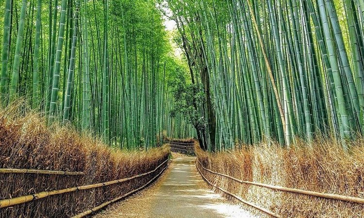 Bamboo Village & Cycling Tour In Wayanad from A$289