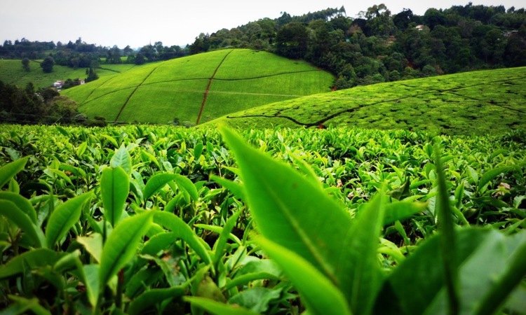 Kiambethu Tea Farm Day Excursion From Nairobi from A$283