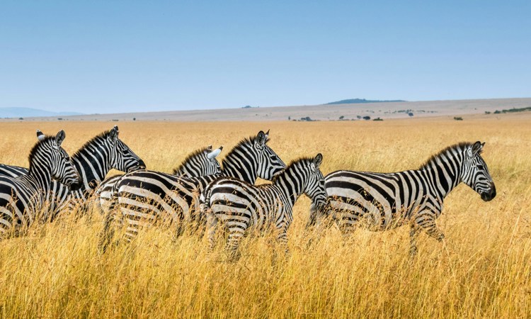 Great Migration At Masai Mara 3-Day Safari from A$1248