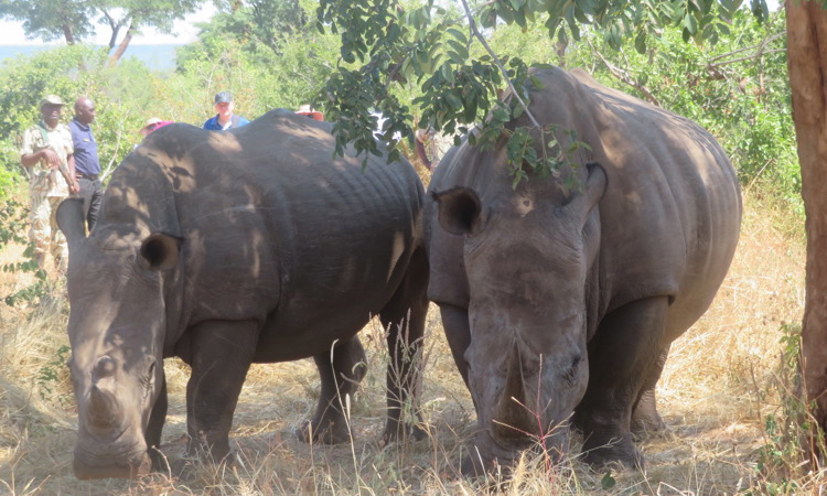 Rhino Walk from A$110